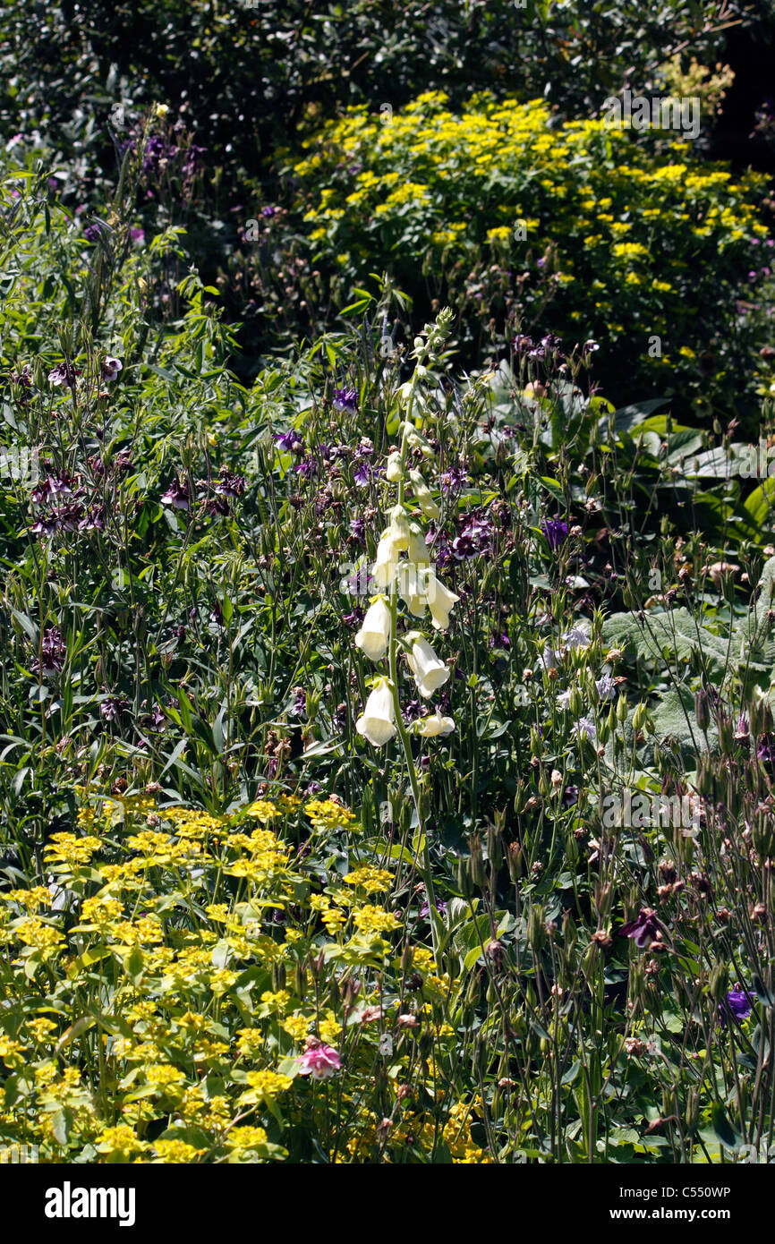 English wild flowers hi-res stock photography and images - Alamy