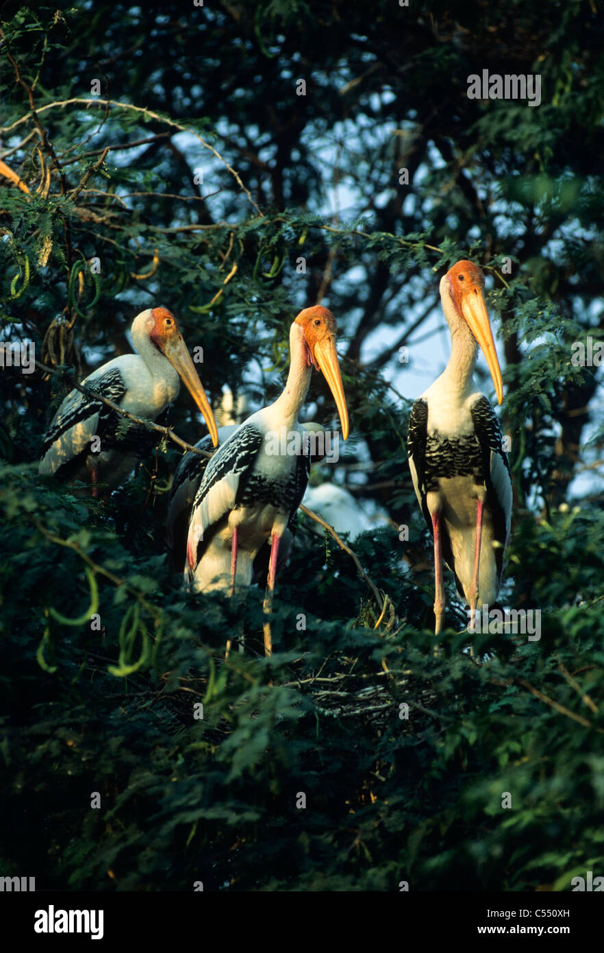 Koonthankulam bird sanctuary hi-res stock photography and images - Alamy