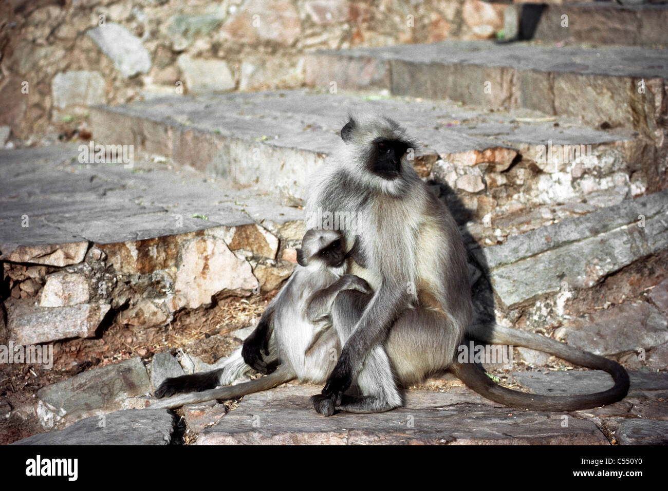 Hanuman Langur (Semnopithecus entellus) with its young, Jaipur ...