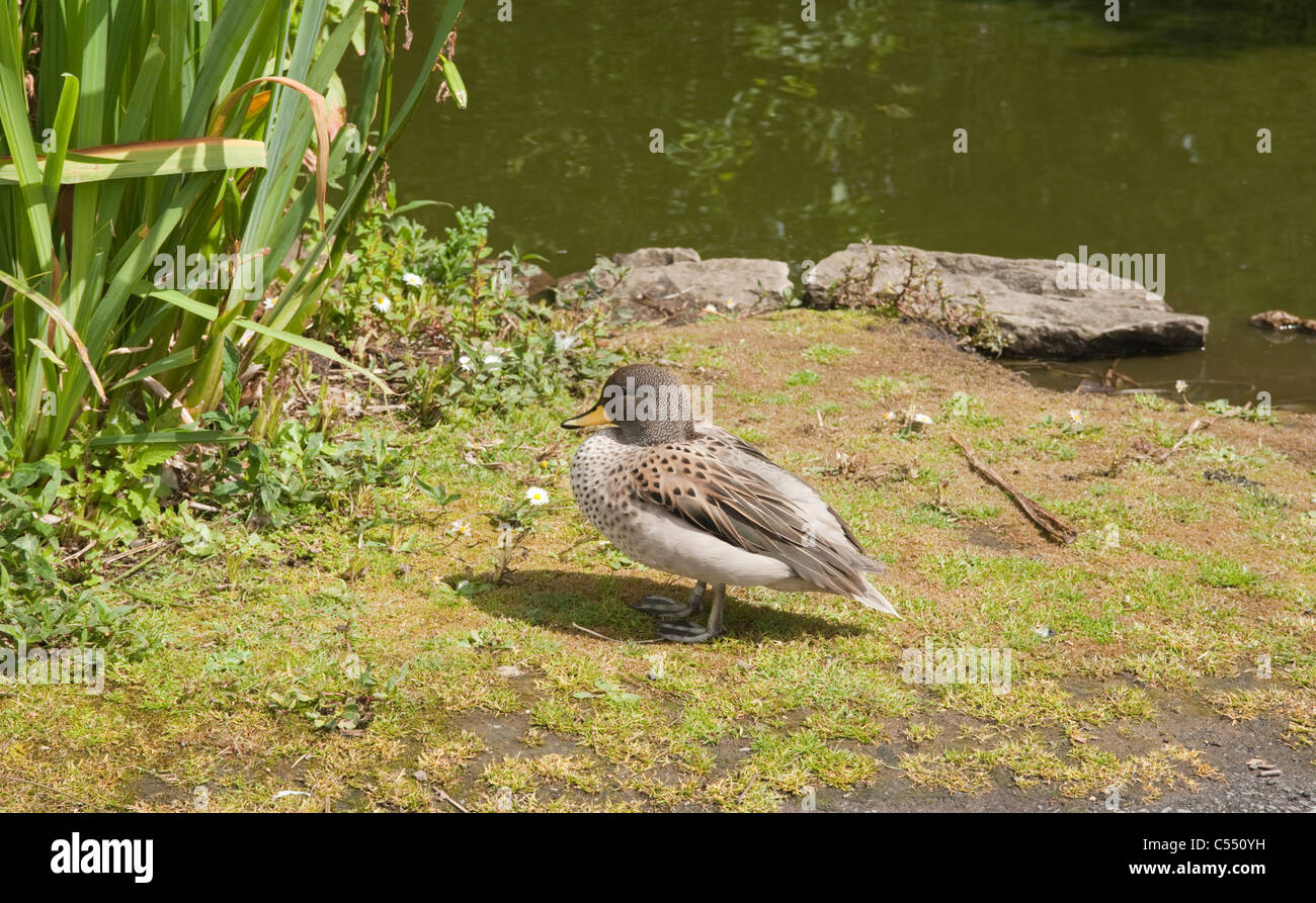 Sharp-winged Teal at Martin Mere wetland centre Stock Photo - Alamy