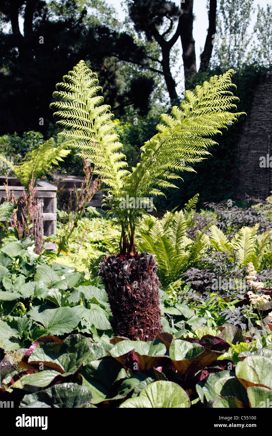 DICKSONIA ANTARCTICA. TREE FERN. MAN FERN. SOFT TREE FERN. WOOLLY FERN ...