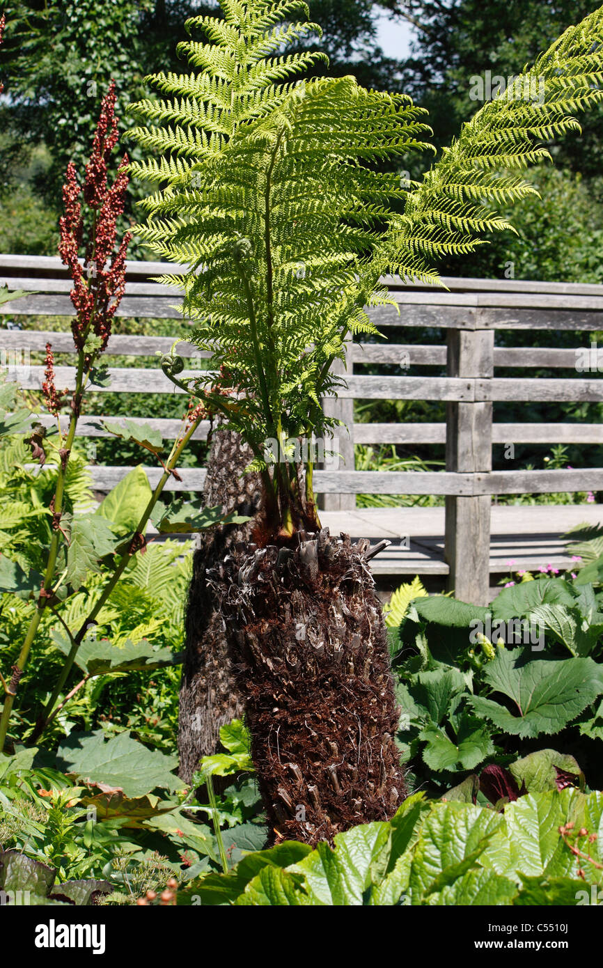 DICKSONIA ANTARCTICA. TREE FERN. MAN FERN. SOFT TREE FERN. WOOLLY FERN ...
