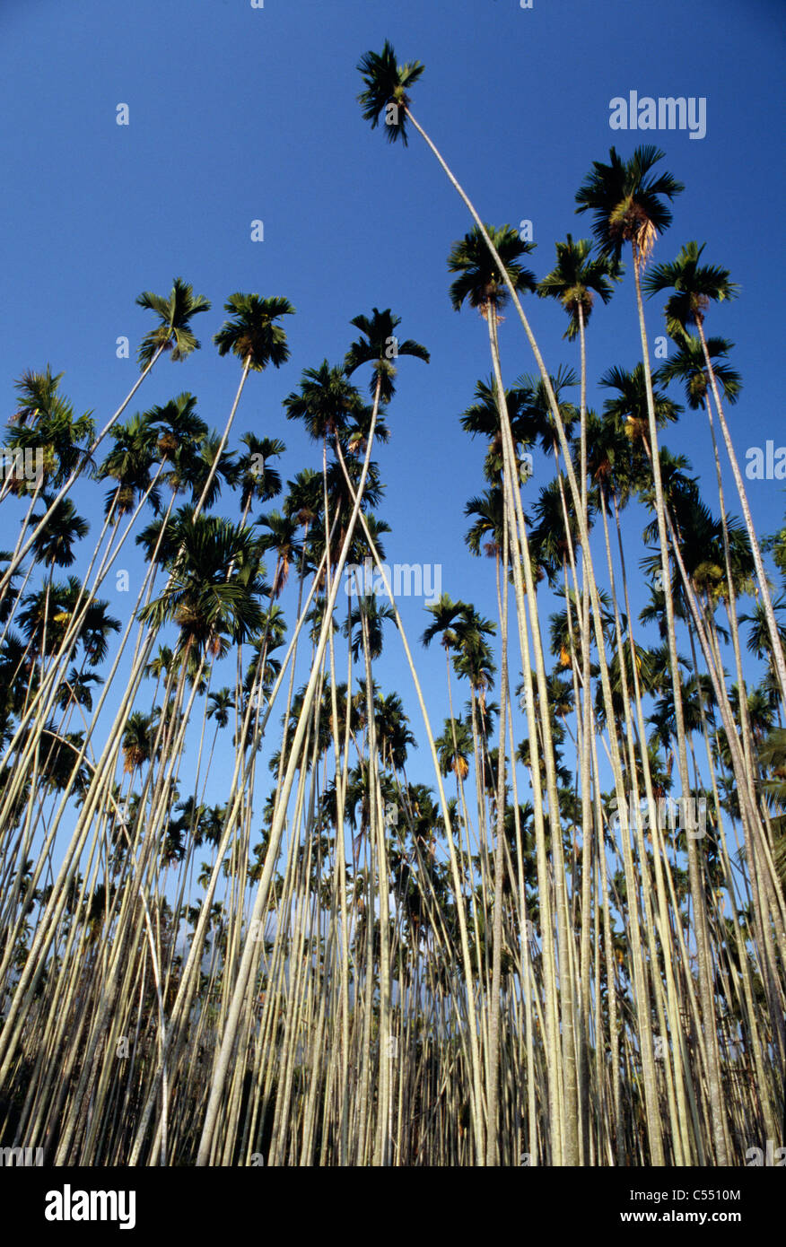 Areca grove hi-res stock photography and images - Alamy