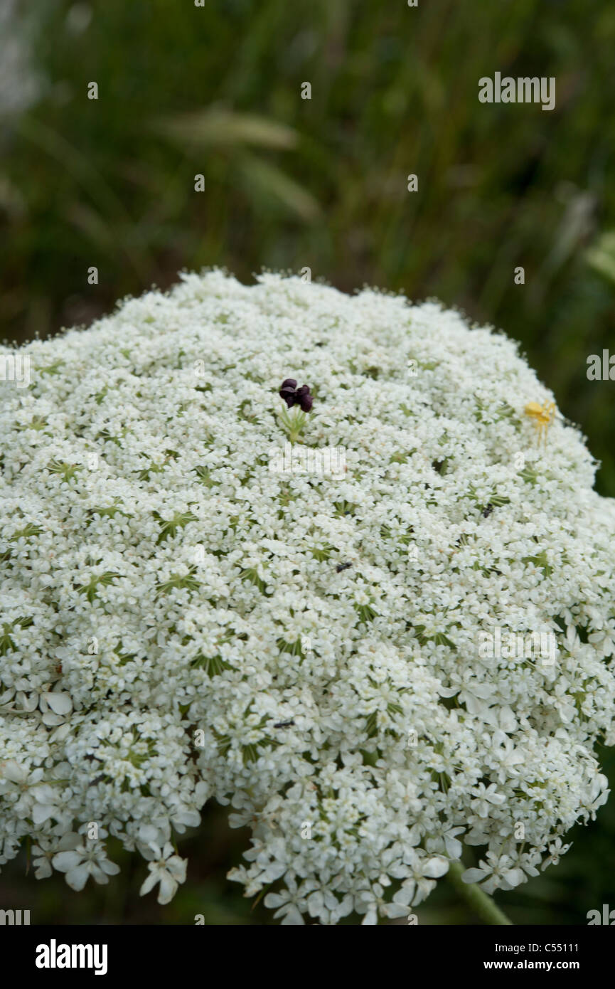 Flower head of Wild Carrot, Daucus carota, showing central purple umbel ...