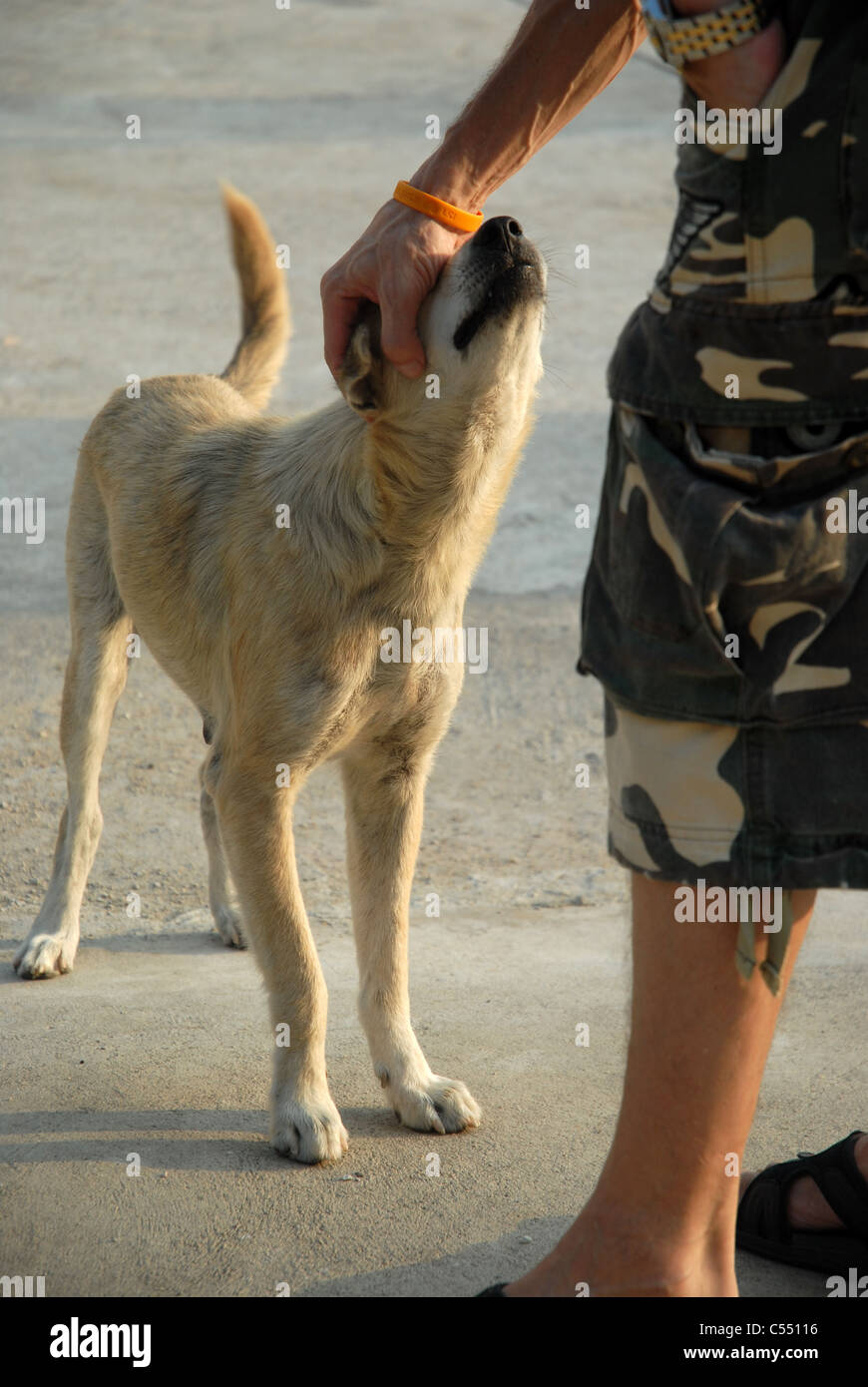 Rural free ranging dog hi-res stock photography and images - Alamy