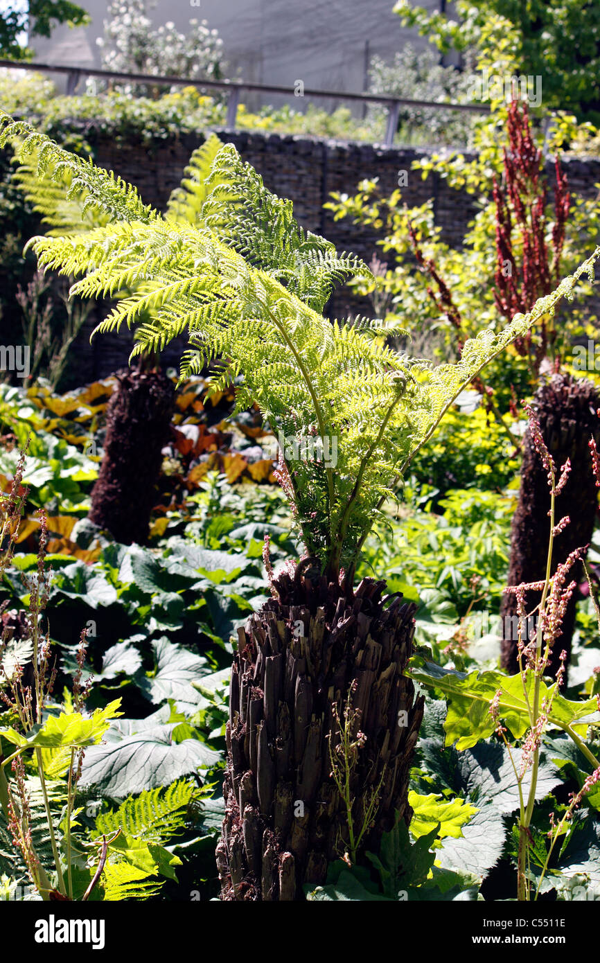DICKSONIA ANTARCTICA. TREE FERN. MAN FERN. SOFT TREE FERN. WOOLLY FERN ...