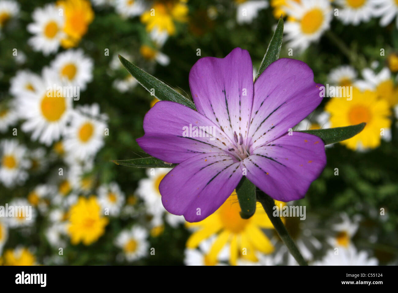 Agrostemma corn cockle hi-res stock photography and images - Alamy