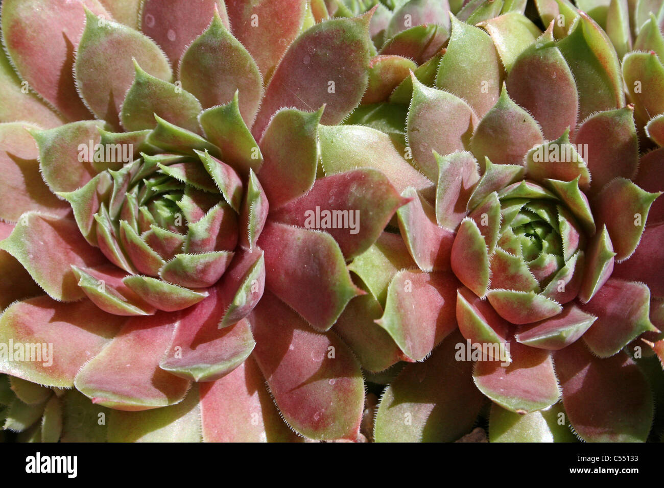 Alpine plants hi-res stock photography and images - Alamy