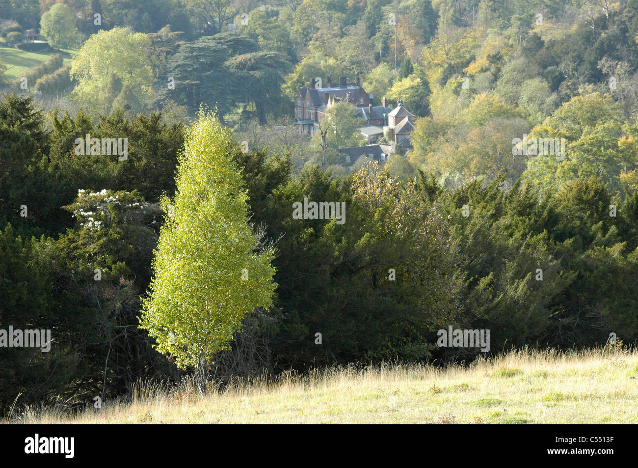 Juniper woodland habitat hi-res stock photography and images - Alamy