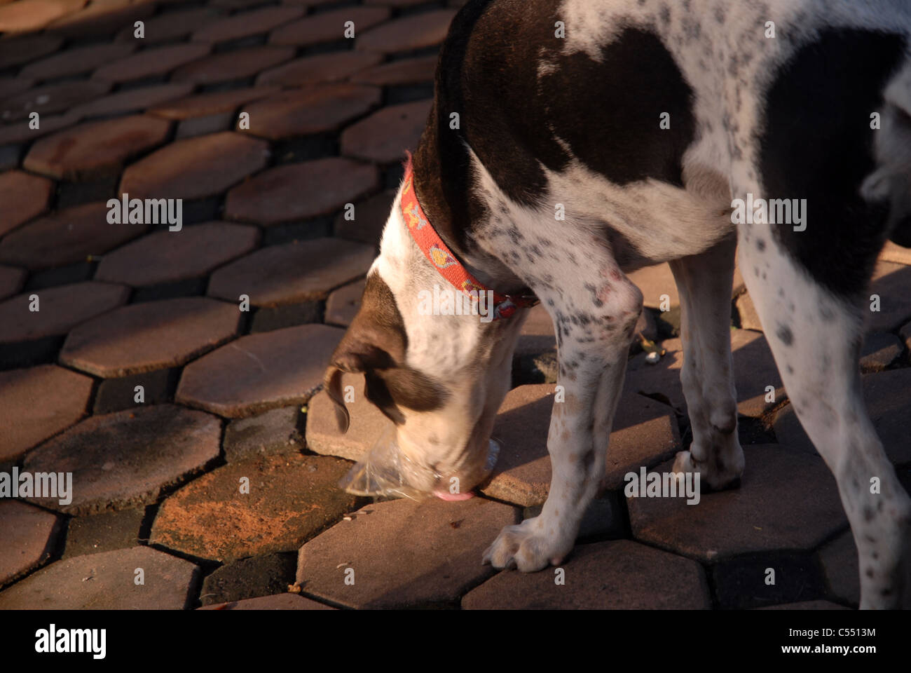 Asian wild dog thailand hi-res stock photography and images - Alamy