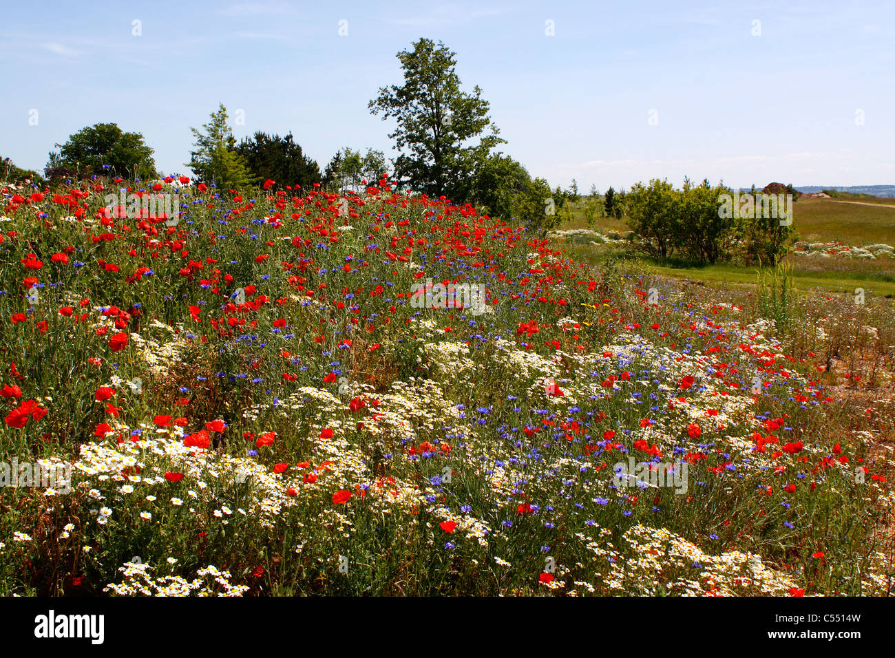 English wild flower hi-res stock photography and images - Alamy