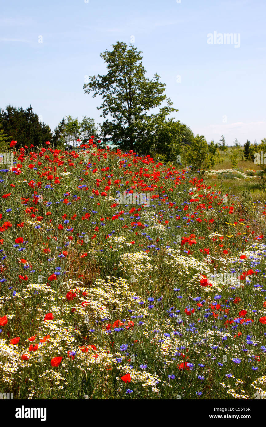 ENGLISH WILD FLOWER MEADOW IN EARLY SUMMER Stock Photo - Alamy