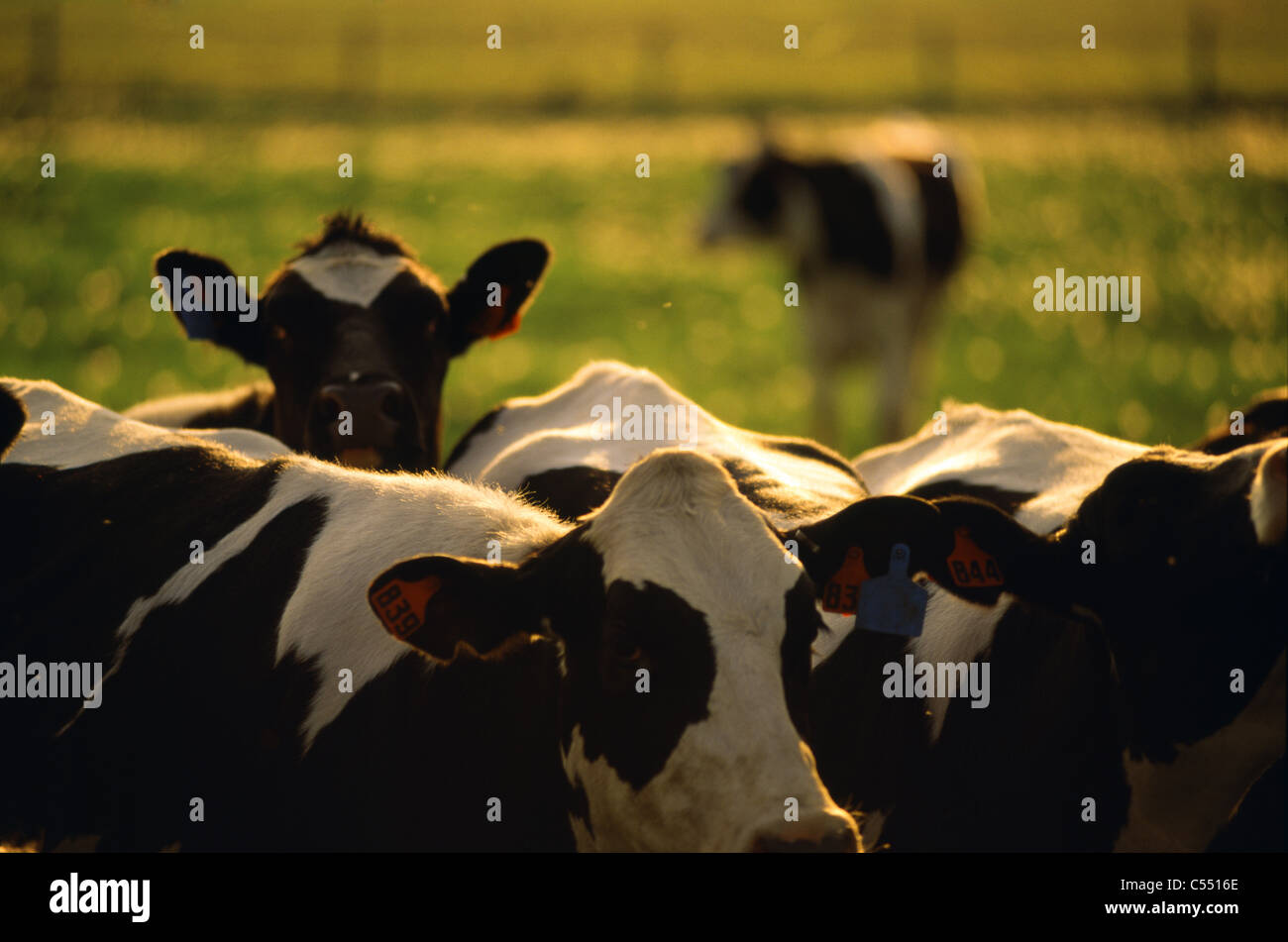 Cows Minnesota USA Stock Photo - Alamy