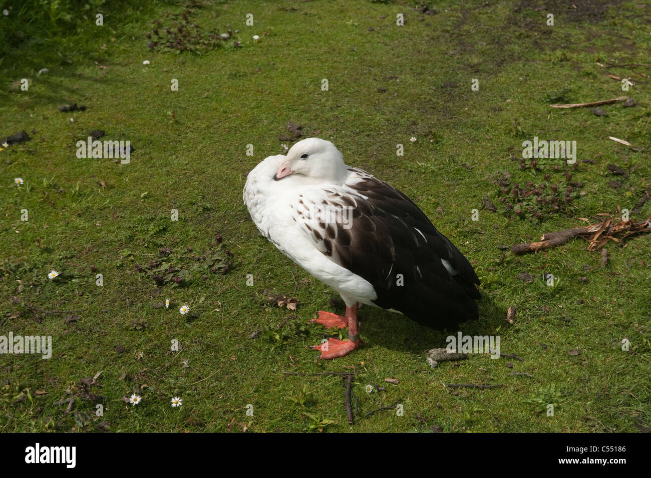 Andean Goose at Martin Mere wetland centre Stock Photo - Alamy