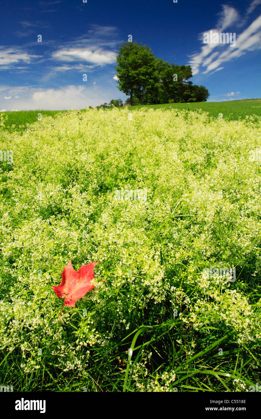 Trees in a field, Nova Scotia, Canada Stock Photo - Alamy