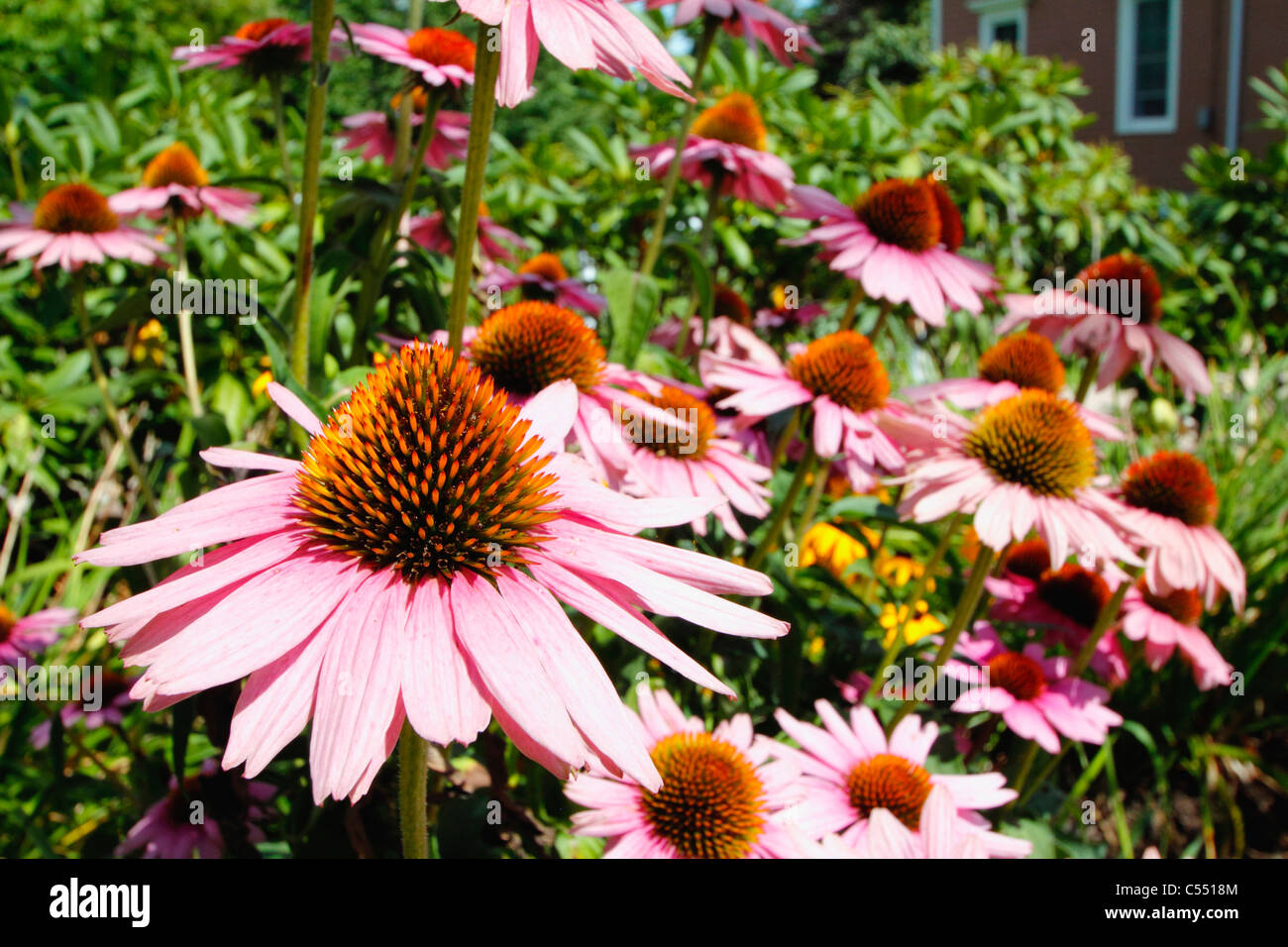Coneflowers in garden hi-res stock photography and images - Alamy