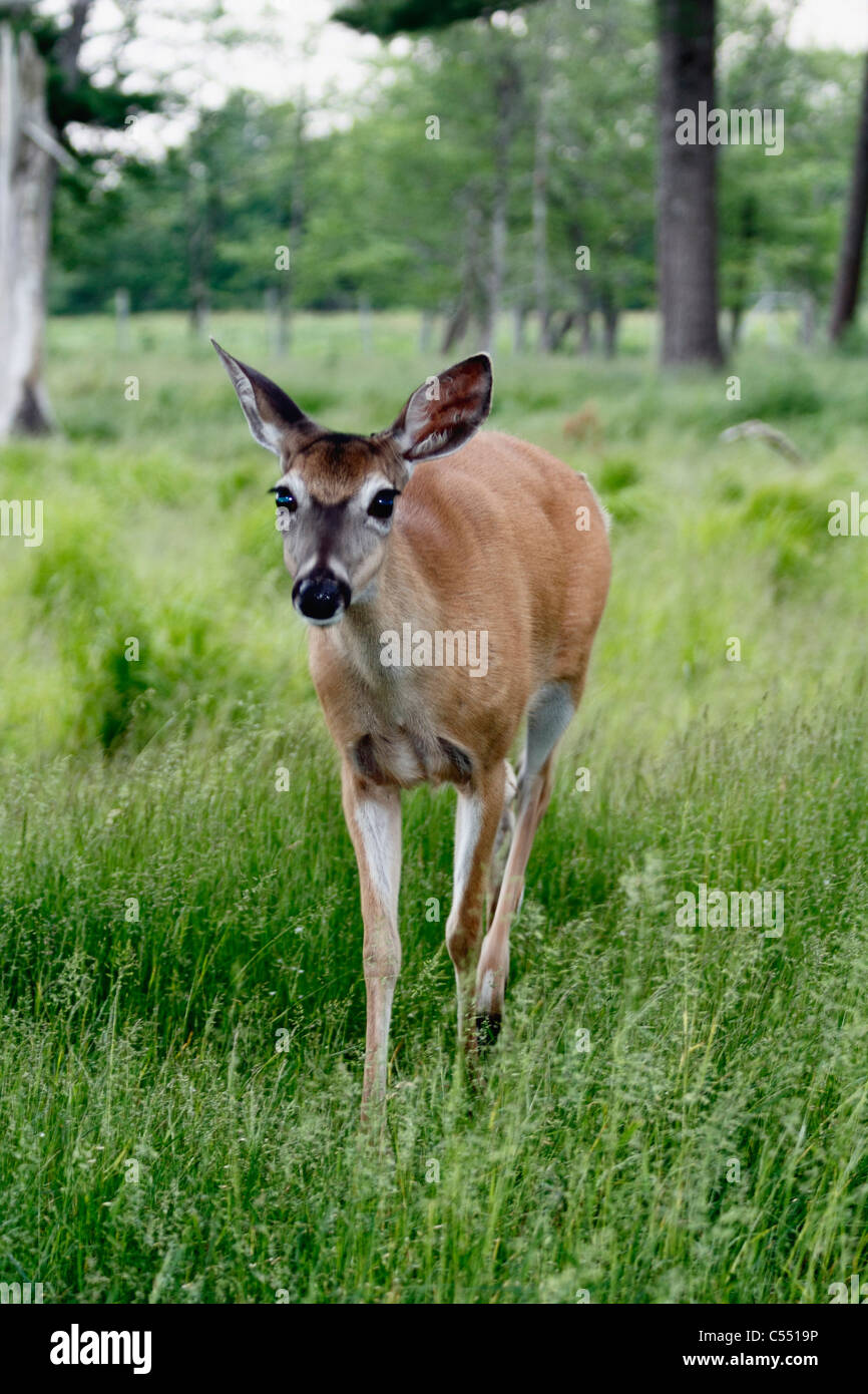 White-Tailed doe (odocoileus virginianus) walking in a meadow Stock ...