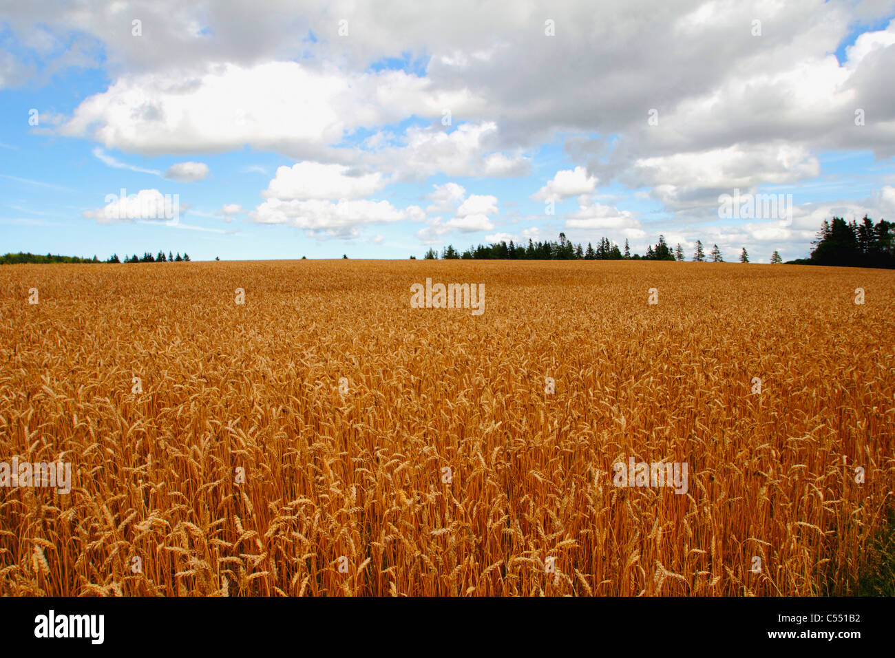 Wheat crop in a field Stock Photo - Alamy