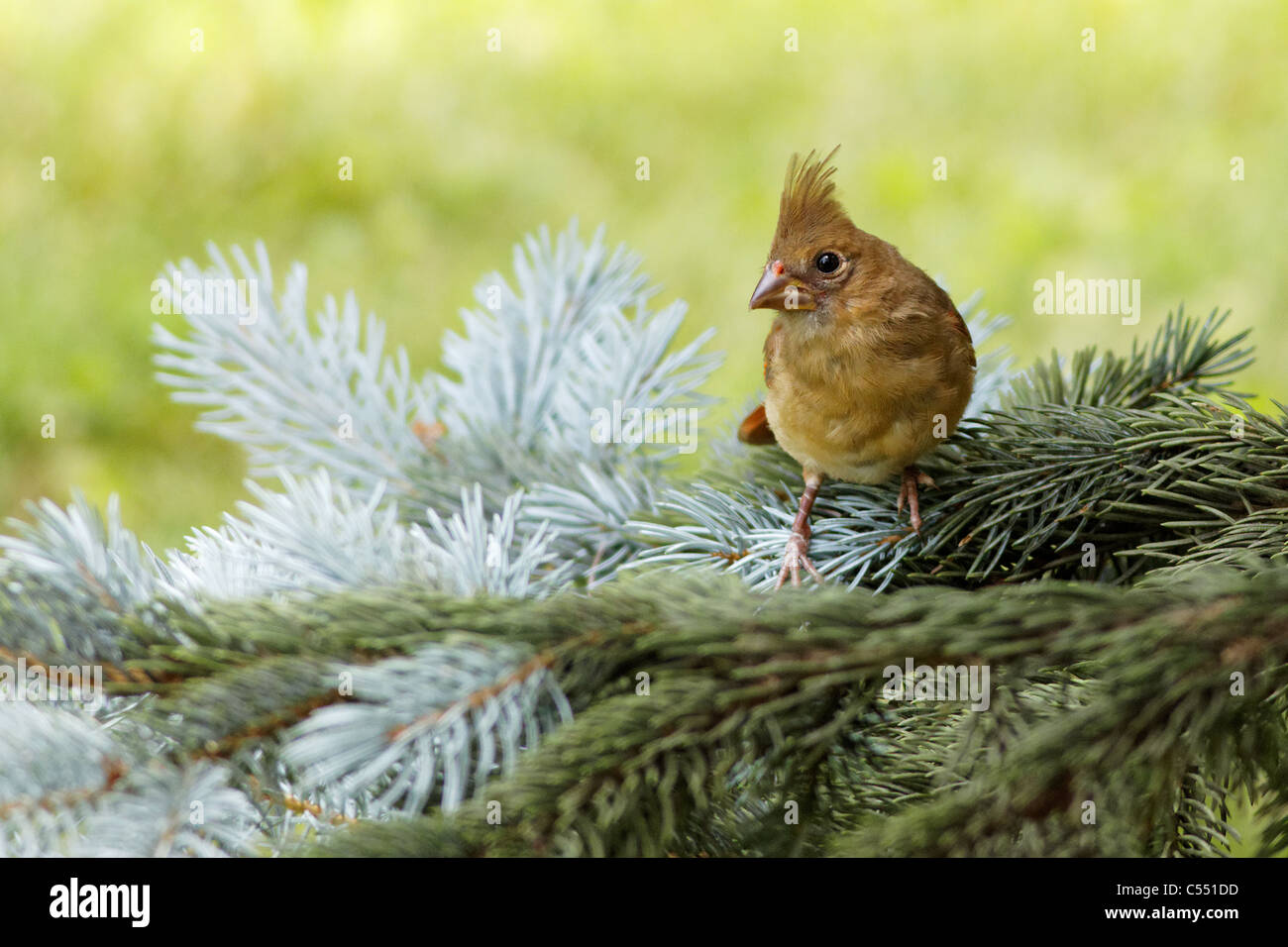 Young common northern cardinal hi-res stock photography and images - Alamy