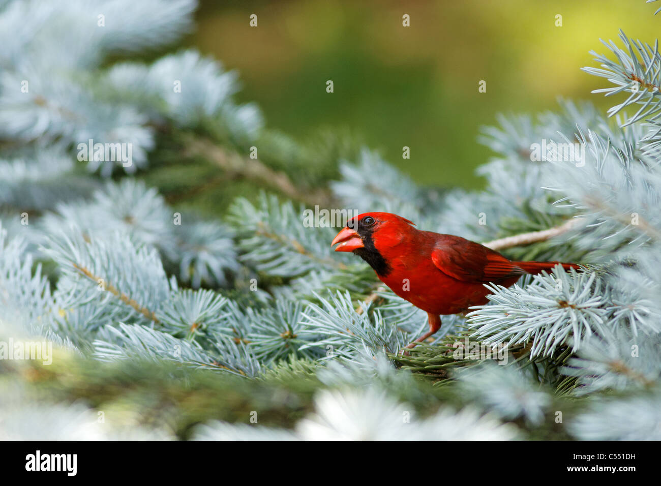 Northern Cardinal (Cardinalis cardinalis Stock Photo - Alamy