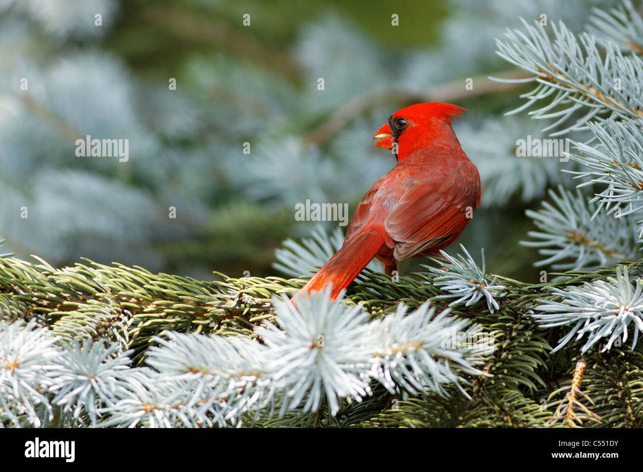Northern Cardinal (Cardinalis cardinalis Stock Photo - Alamy