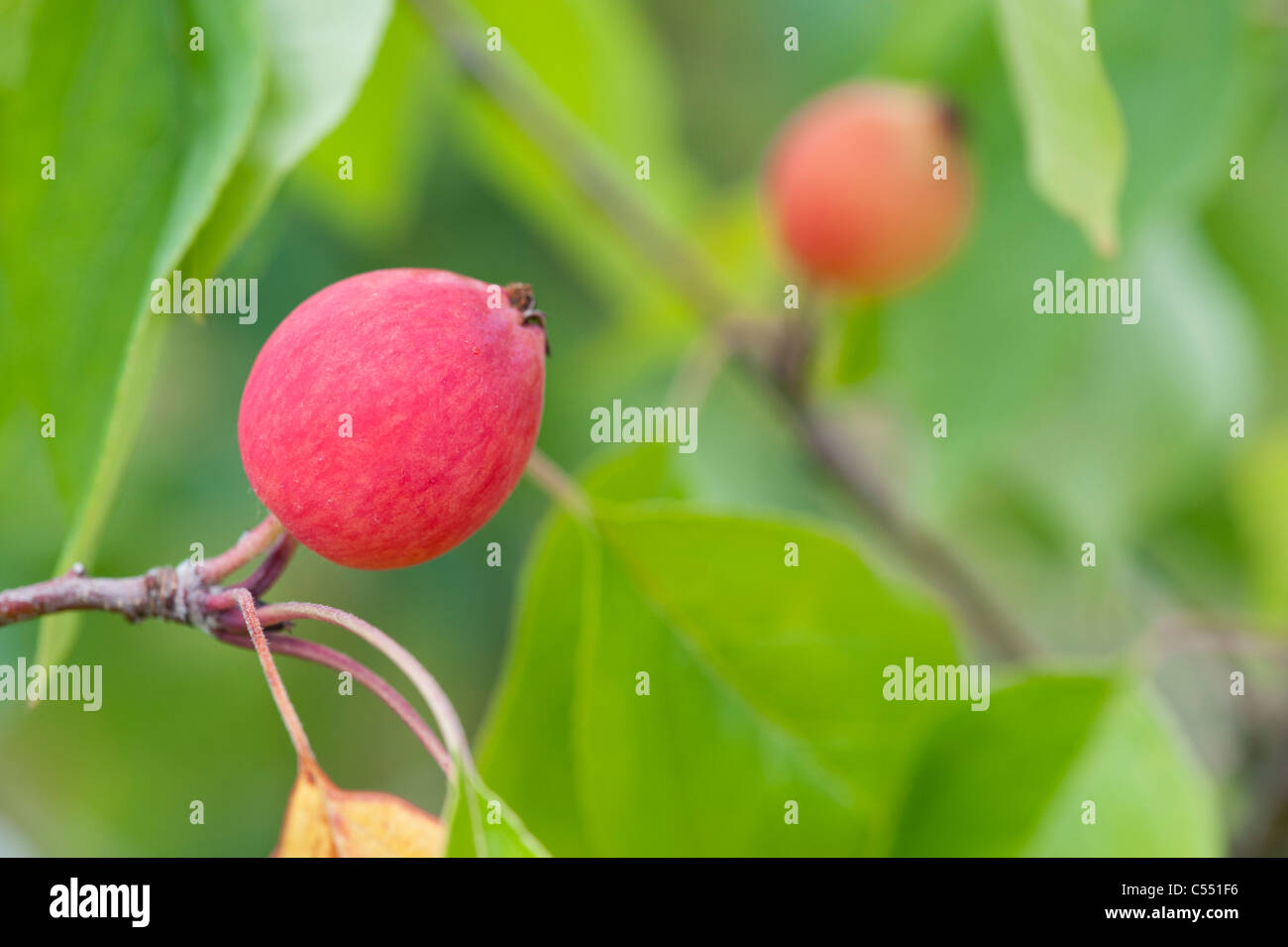 Malus 'Pink Glow' . Crab Apples on the Tree Stock Photo - Alamy