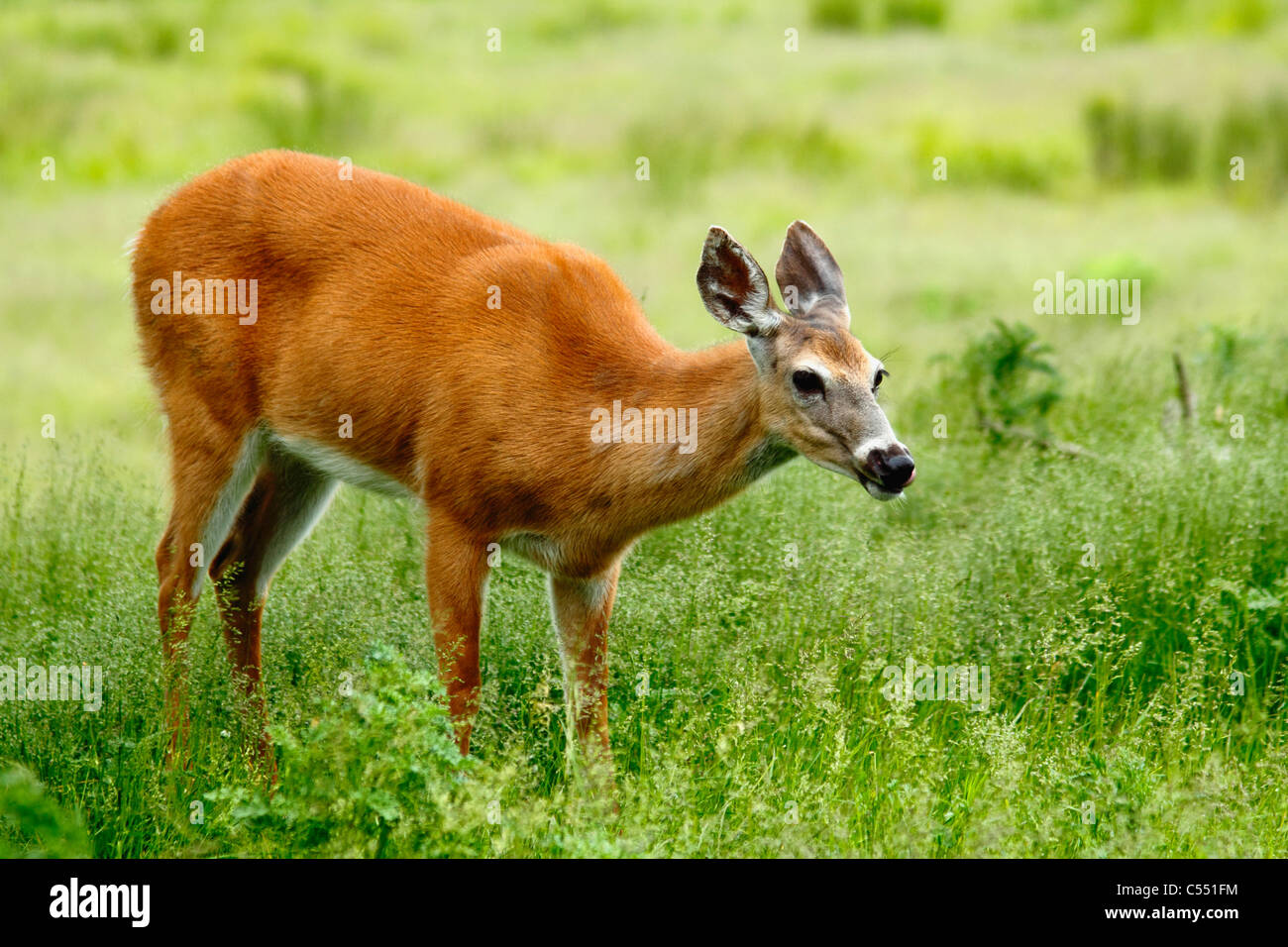 White-Tailed doe (odocoileus virginianus) grazing in a meadow Stock ...