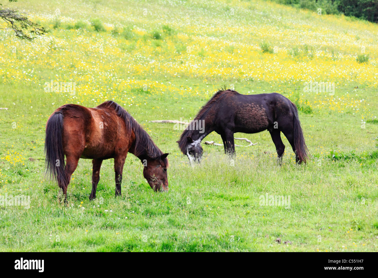 Sable island ponies hi-res stock photography and images - Alamy