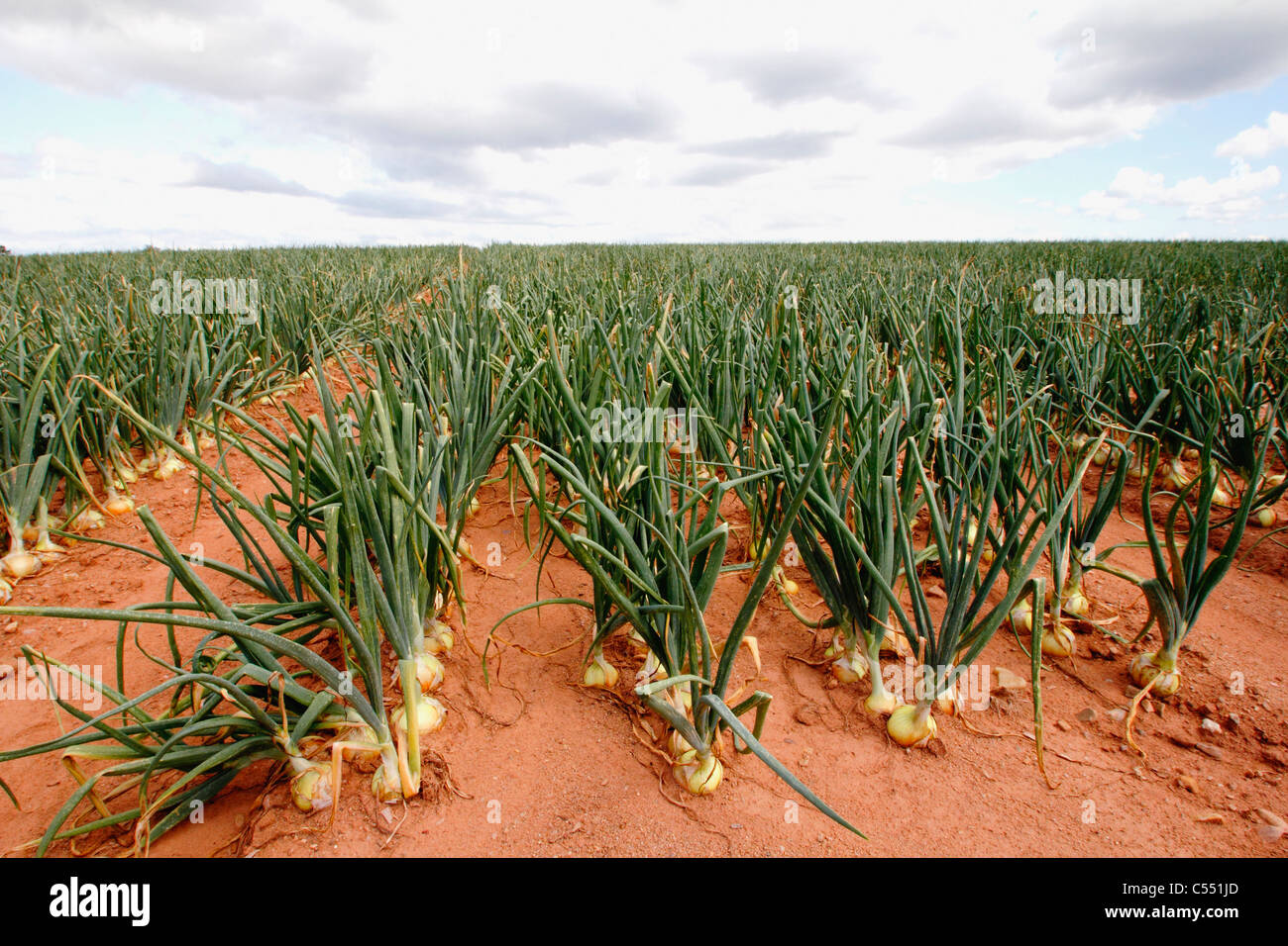 Onions crop in a field, Annapolis Valley, Nova Scotia, Canada Stock ...