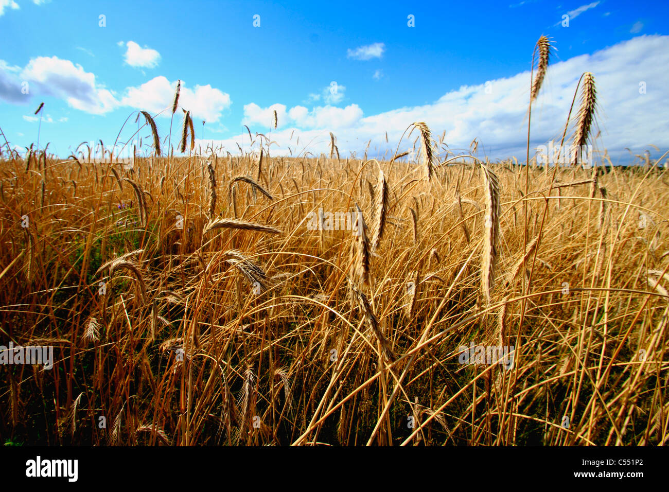 Barley crop in a field Stock Photo - Alamy