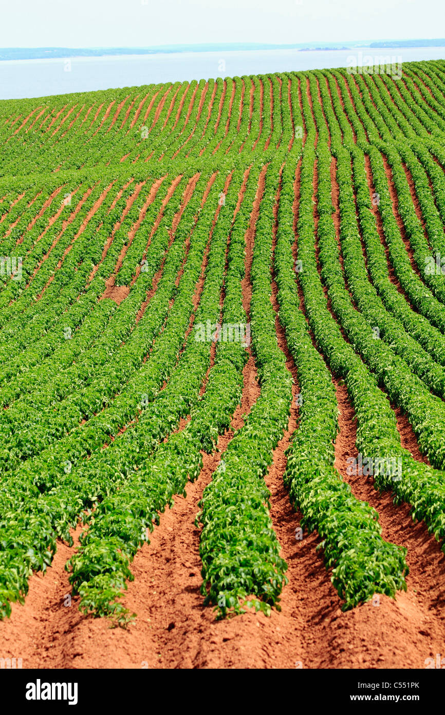Soybean crop in a field, Annapolis Valley, Nova Scotia, Canada Stock ...