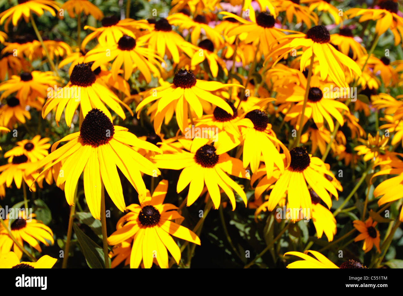 Black-Eyed Susan (Rudbeckia hirta) flowers growing in a garden Stock ...