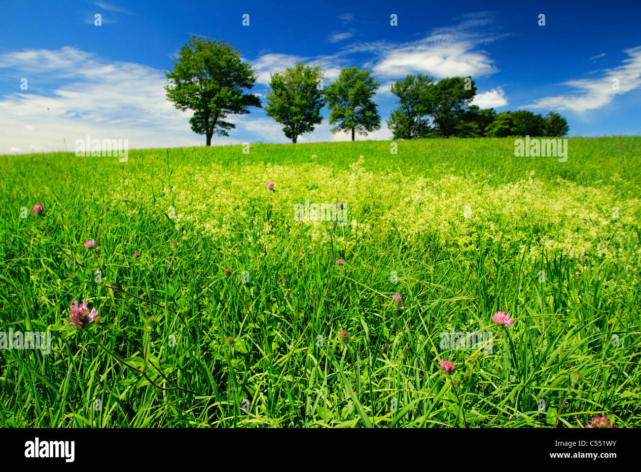 Trees in a field, Nova Scotia, Canada Stock Photo - Alamy