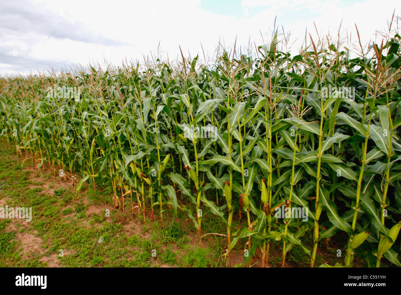 Corn crop in a field Stock Photo - Alamy