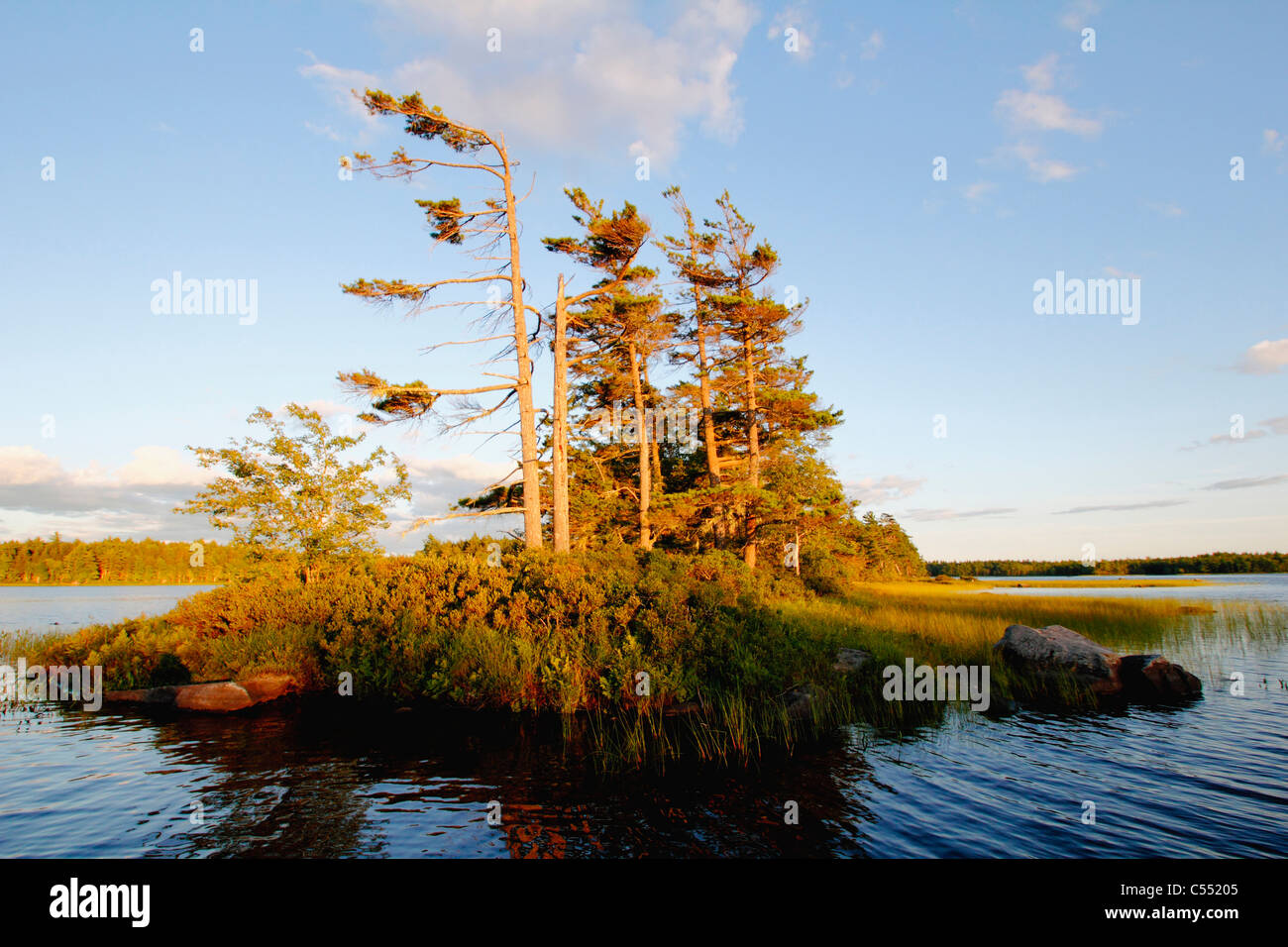 Trees on an island, Ponhook Lake, Nova Scotia, Canada Stock Photo - Alamy