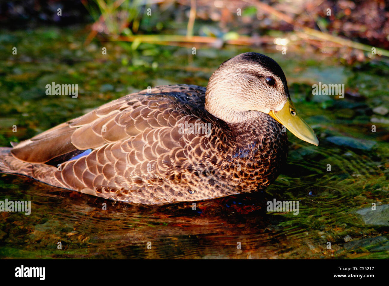 American black duck (Anas rubripes) in water Stock Photo - Alamy