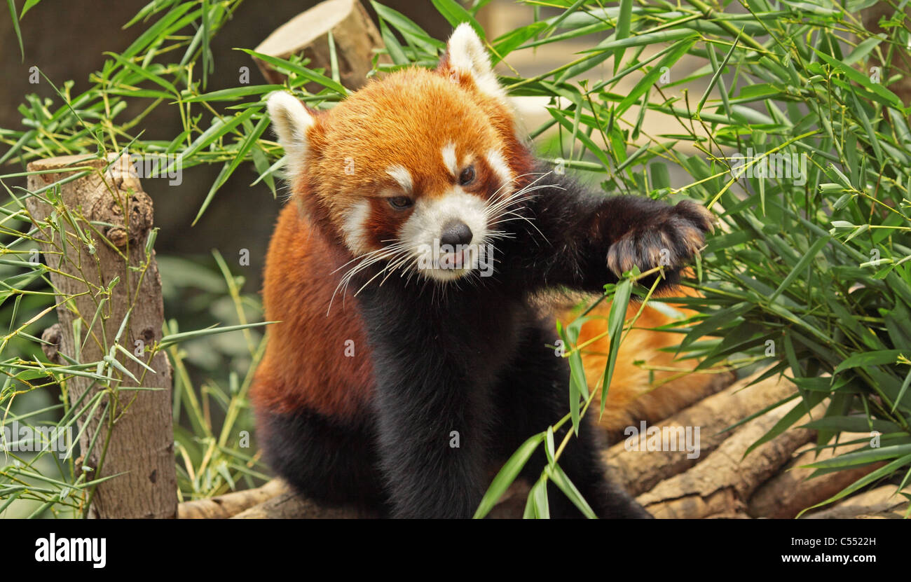 Fire fox hi-res stock photography and images - Alamy