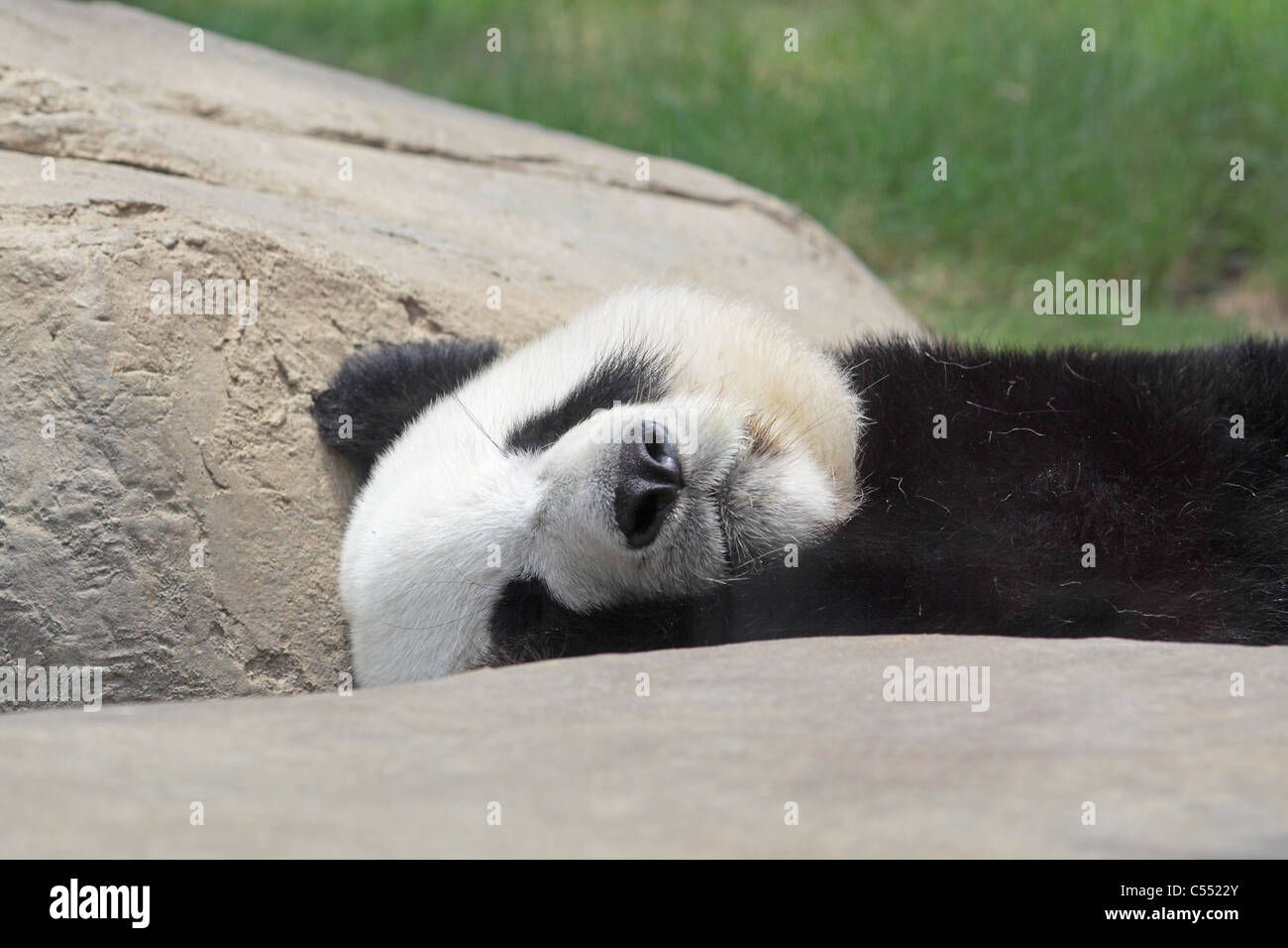 Sleeping Panda Stock Photo - Alamy