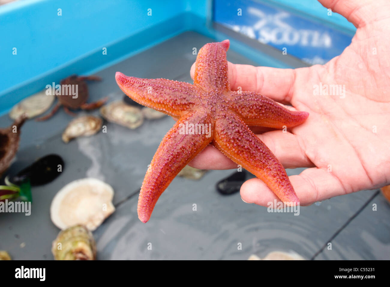 Human hand holding starfish hi-res stock photography and images - Alamy