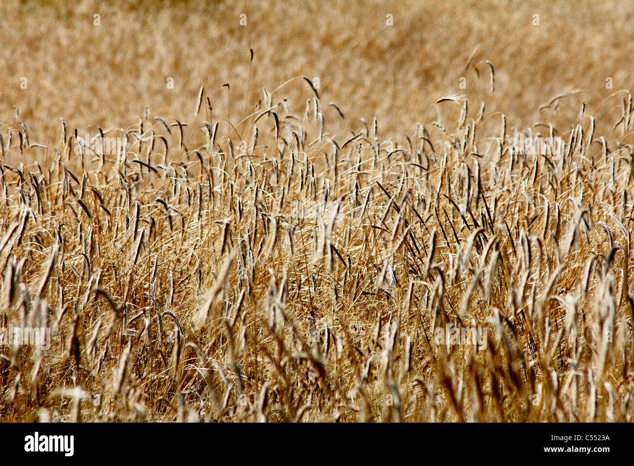 Wheat crop in a field Stock Photo - Alamy