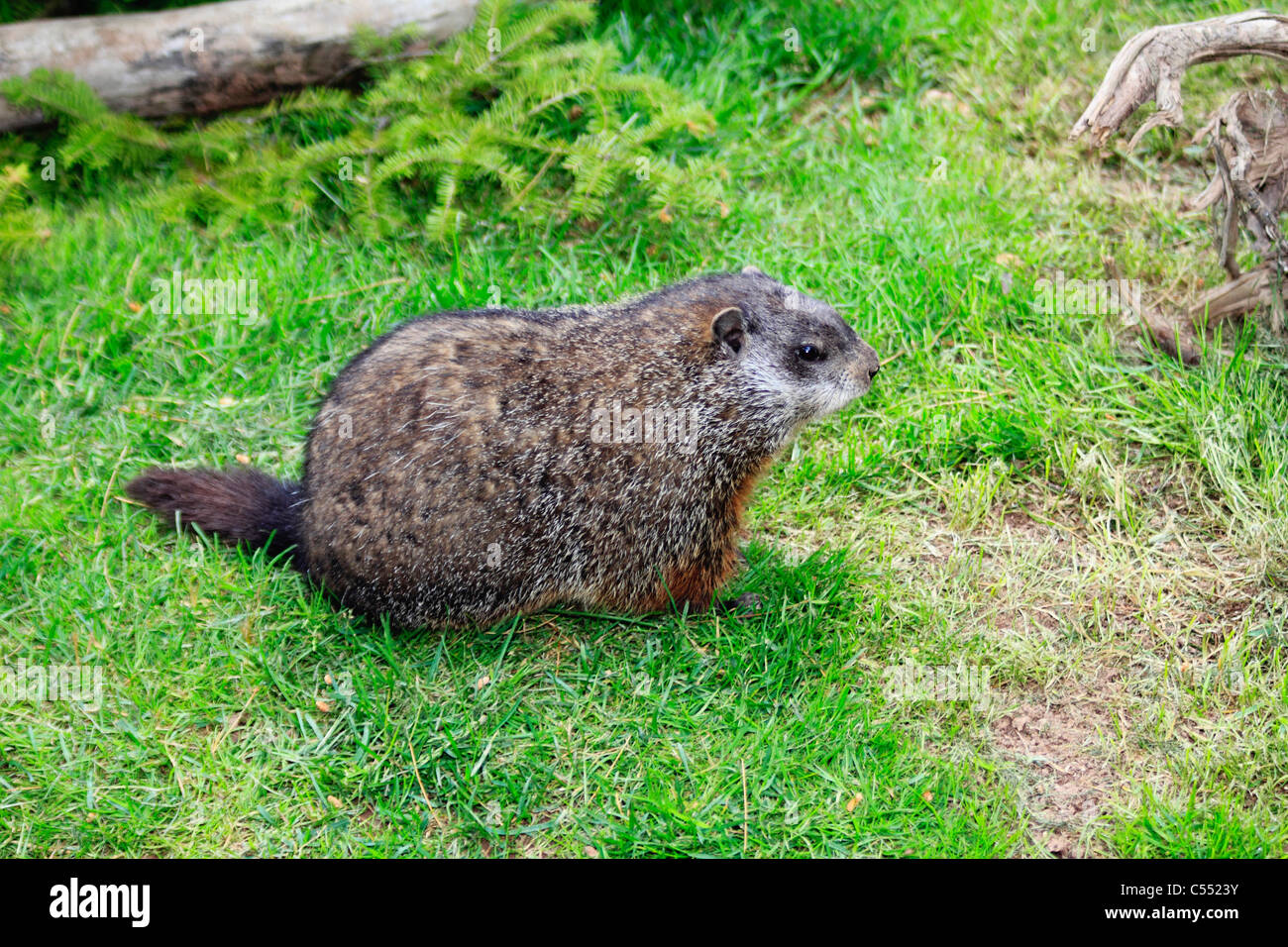 Woodchuck (Marmota monax) in a field Stock Photo - Alamy