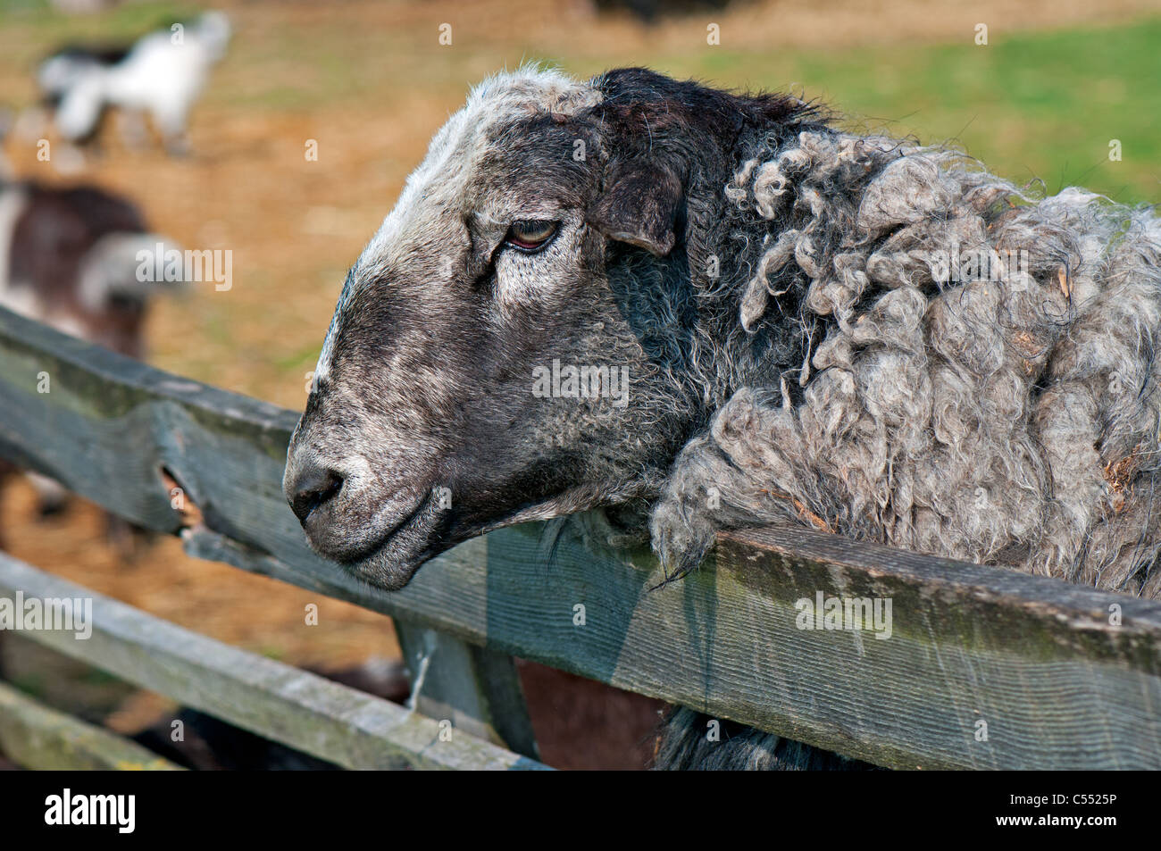 Sheep look over fence hi-res stock photography and images - Alamy