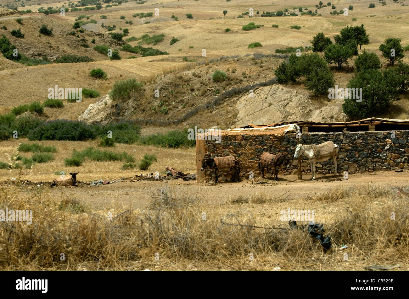 Donkeys in a pen, Morocco Stock Photo - Alamy