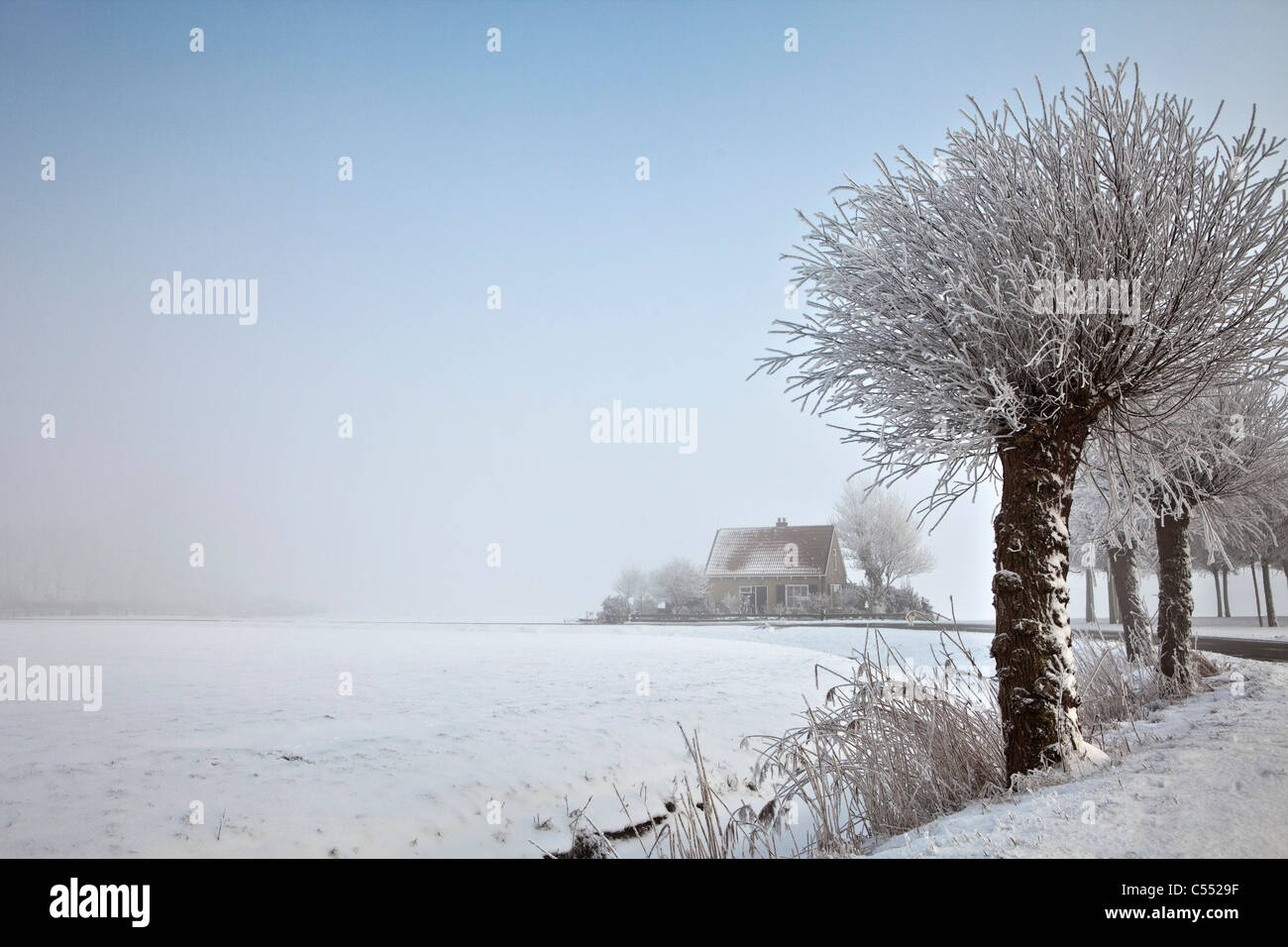 Willow trees hi-res stock photography and images - Alamy