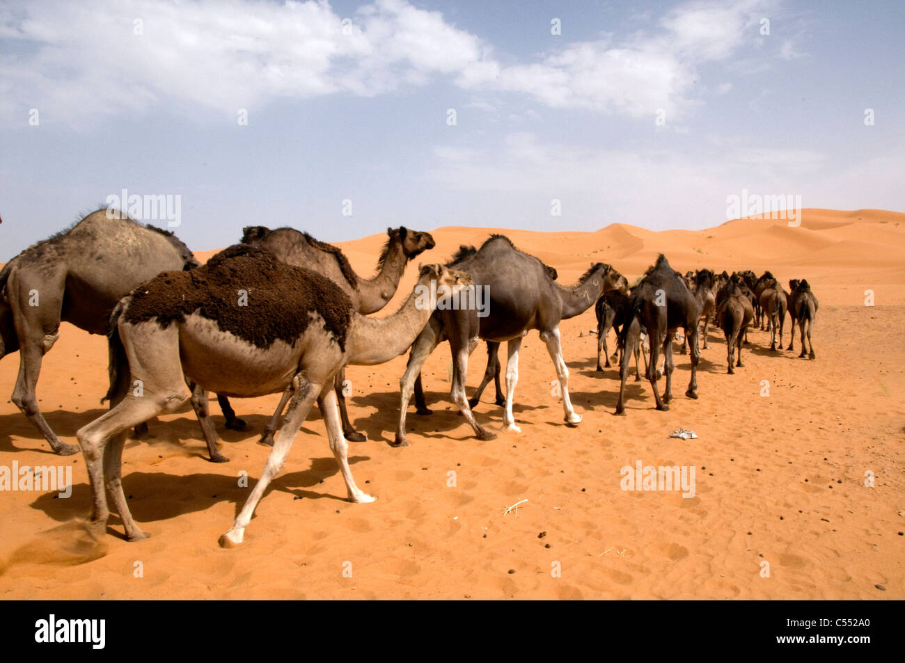 Dromedary camels in the desert, Erg Chebbi Dunes, Merzouga, Sahara ...