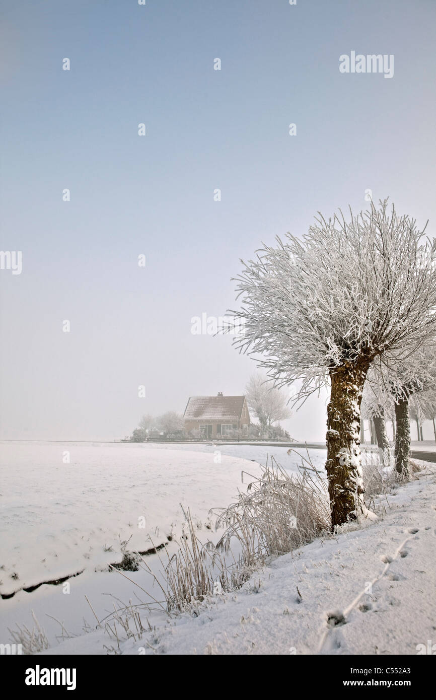 The Netherlands, Ferwoude, Country road, farm and willow trees in snow ...