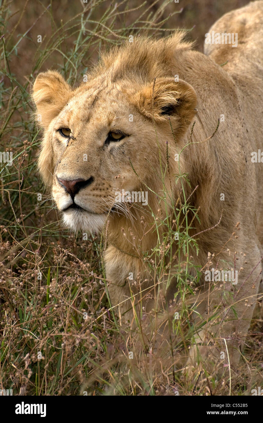 African lion (Panthera leo) in a field, Ngorongoro Conservation Area ...