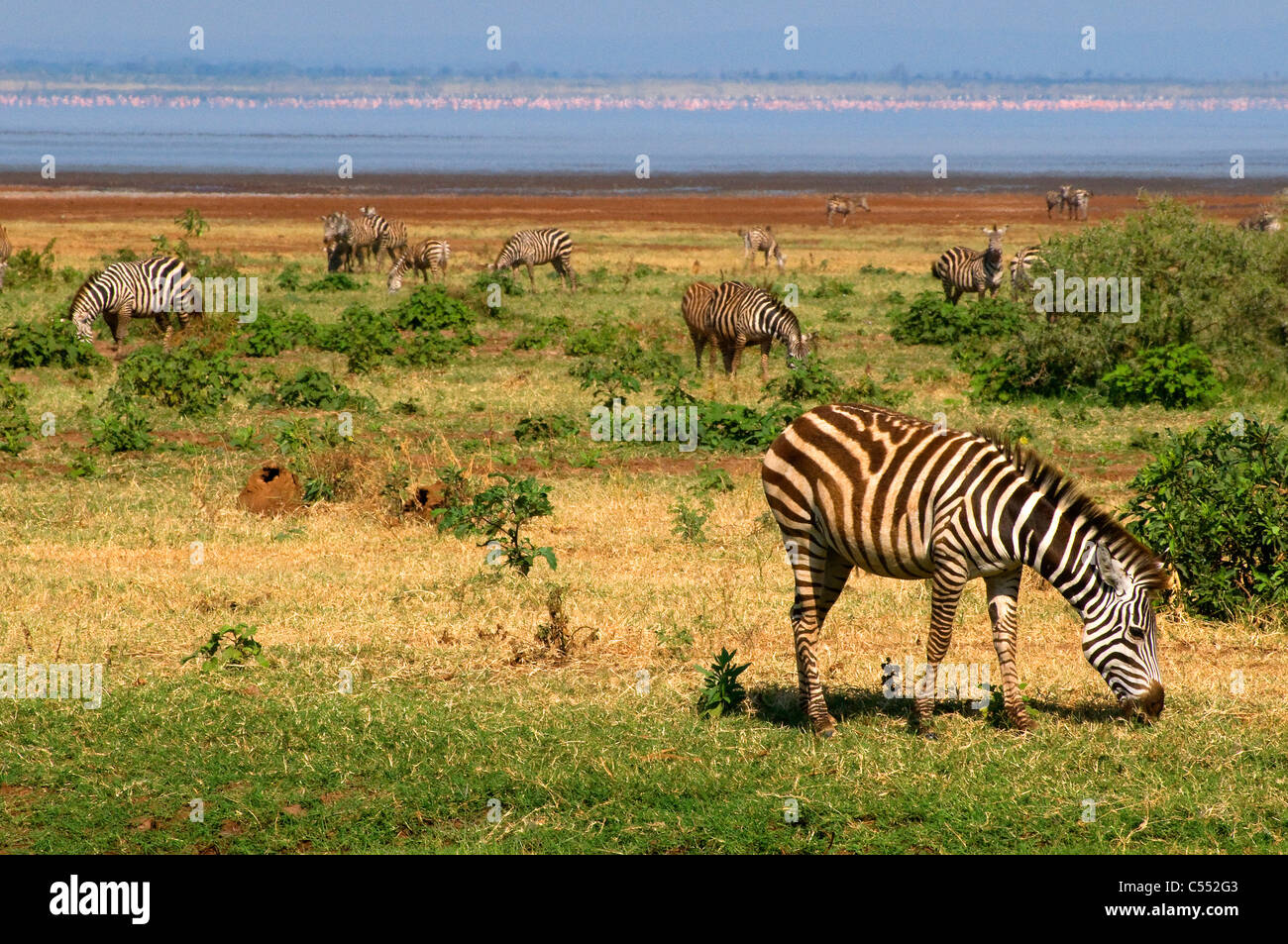 Zebra in arusha national park tanzania hi-res stock photography and ...