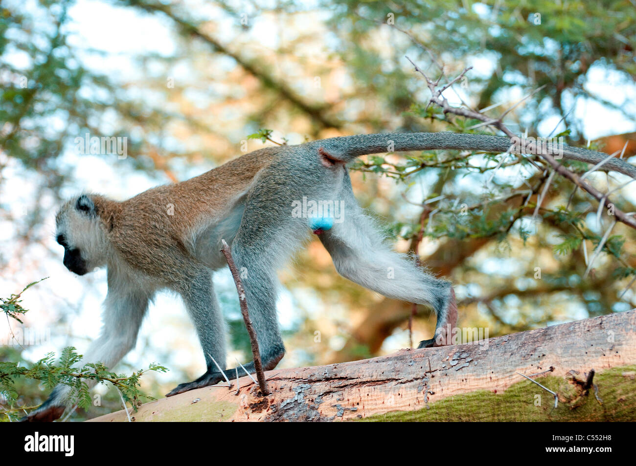 Vervet monkey (Cercopithecus aethiops) on a tree, Lake Manyara National ...