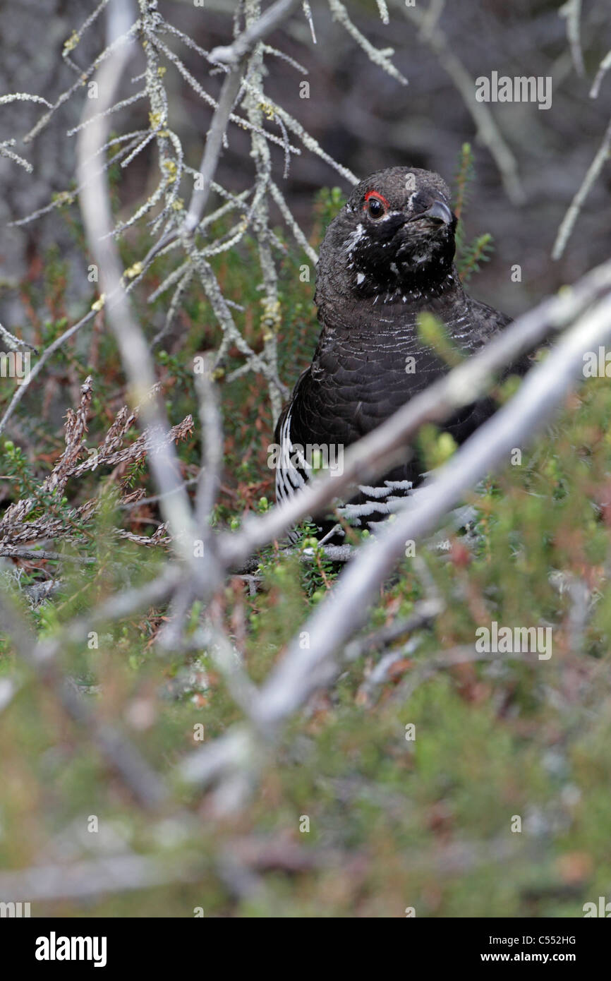Male Spruce grouse Stock Photo - Alamy